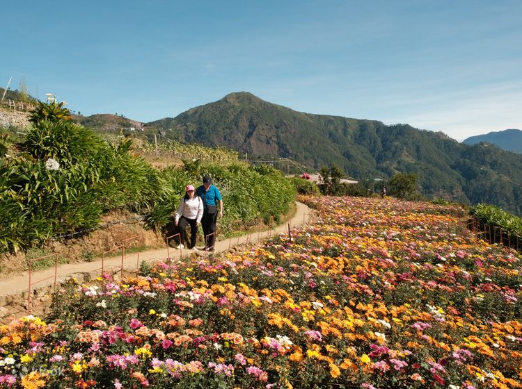 Flower Farm In Baguio Philippines | Best Flower Site