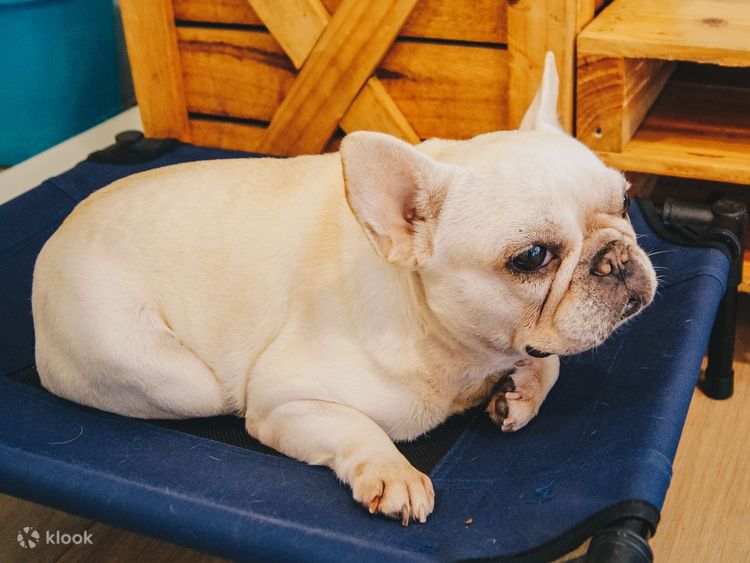 Dog cafe bugis store