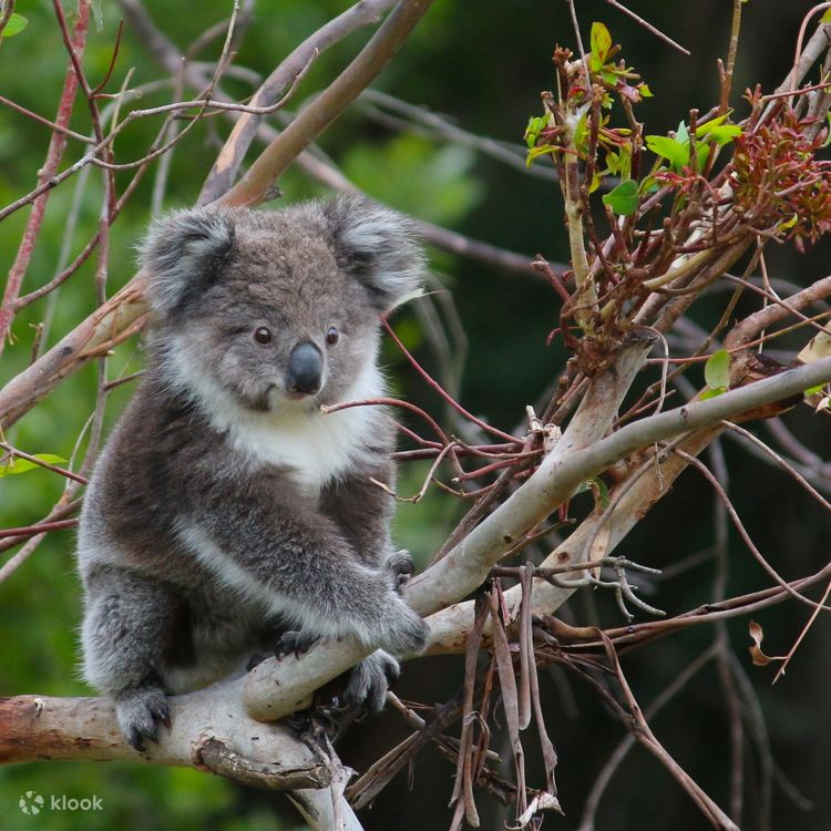 Fauna Selvatica Australiana Australia: Dalle 20 Alle 100 Specie A