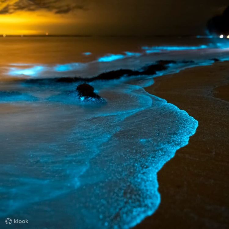 Bioluminescent Phytoplankton