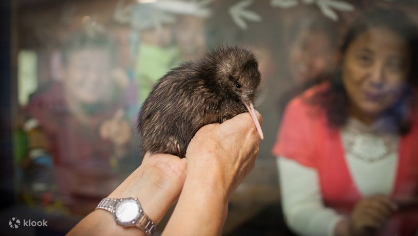 National Kiwi Hatchery - Kiwi Encounter Tour - Klook Philippines