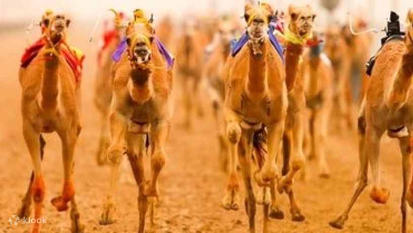 2 Hour Royal Camel Racing in Dubai - Klook