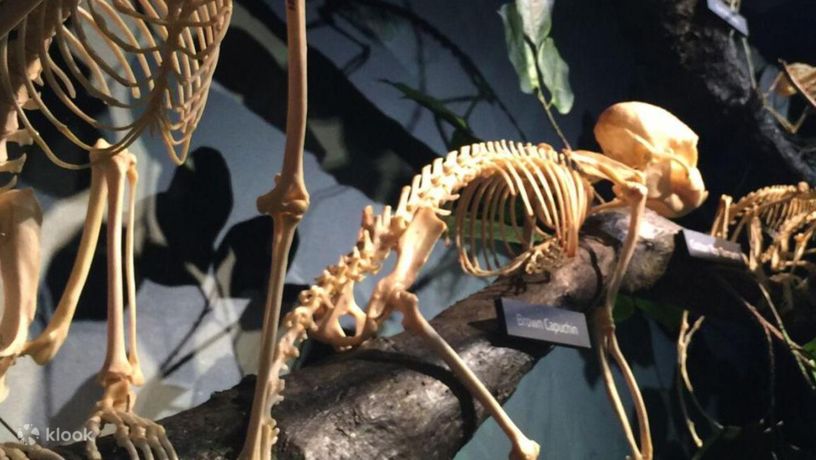 Orlando’s Skeletons: Museum of Osteology Entrance Tickets - Klook ...