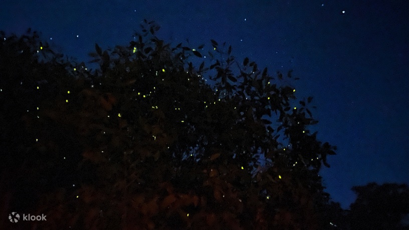Kuala Selangor Fireflies Tour dengan Makan Malam Seafood dan Boat Trip ...