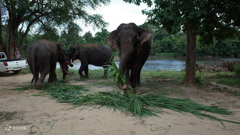 Kanchanaburi Elephant World Private Tour From Bangkok - Klook Philippines