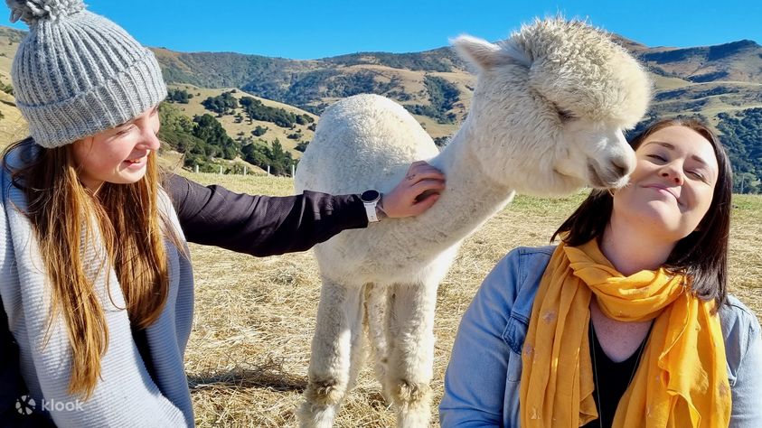 Akaroa Shamarra Alpaca Farm Tour - Klook Singapore