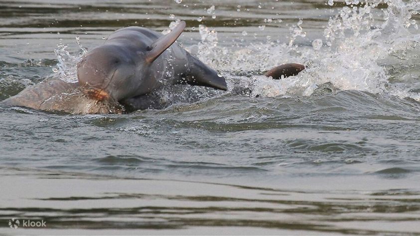 Sarawak Dolphin Mangrove Cruise - Klook Malaysia