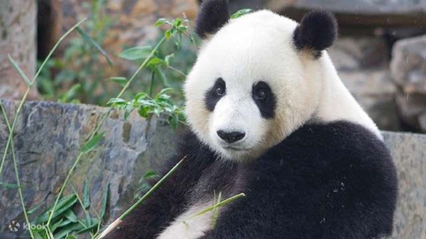 Adelaide Zoo's Panda and Friends Tour (with Entry) in Adelaide ...
