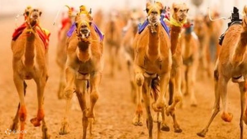 Camel Games Hong Kong