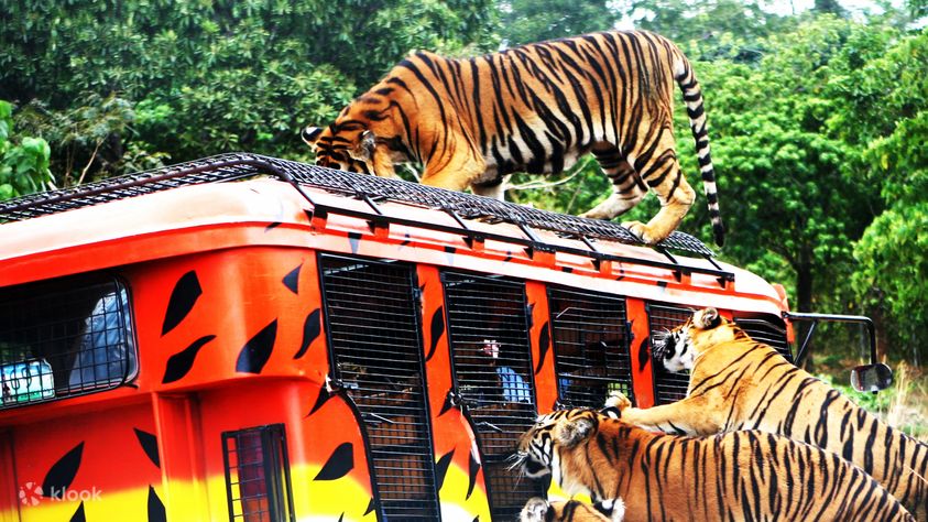 Zoobic Safari Admission Ticket in Subic from Manila, Philippines - Klook
