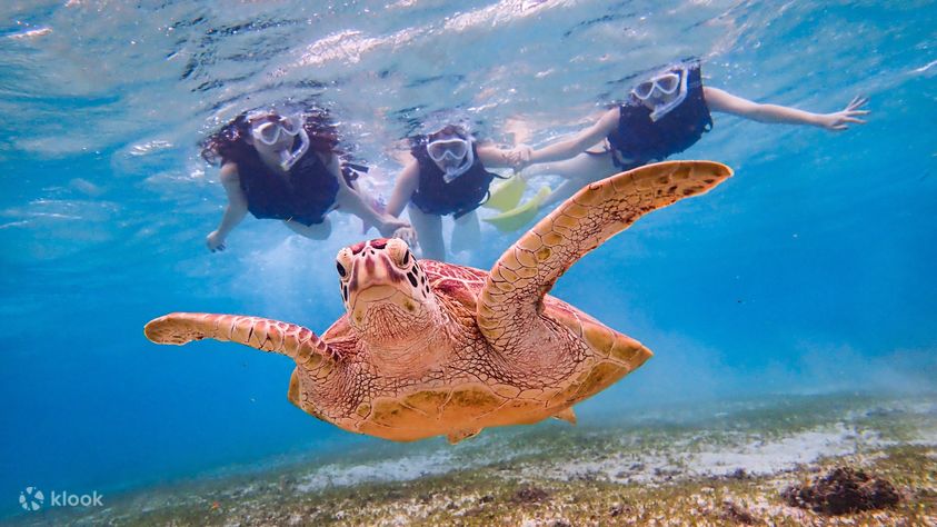 Online reservation for sea turtle snorkeling and starry sky night photo ...