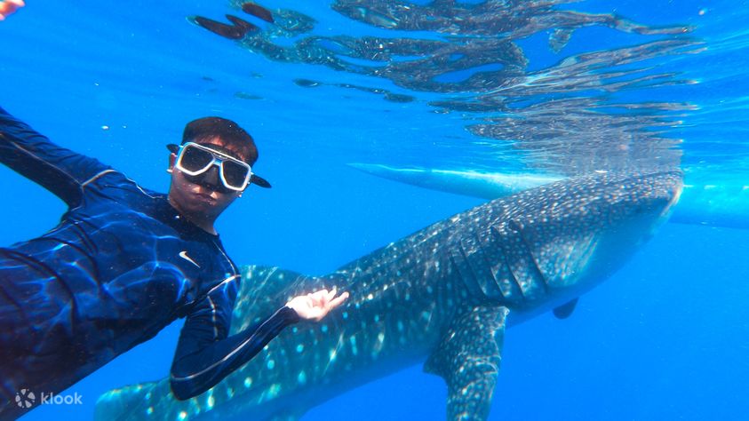 Oslob Whale Shark Encounter Join In Day Tour from Dumaguete - Klook Canada