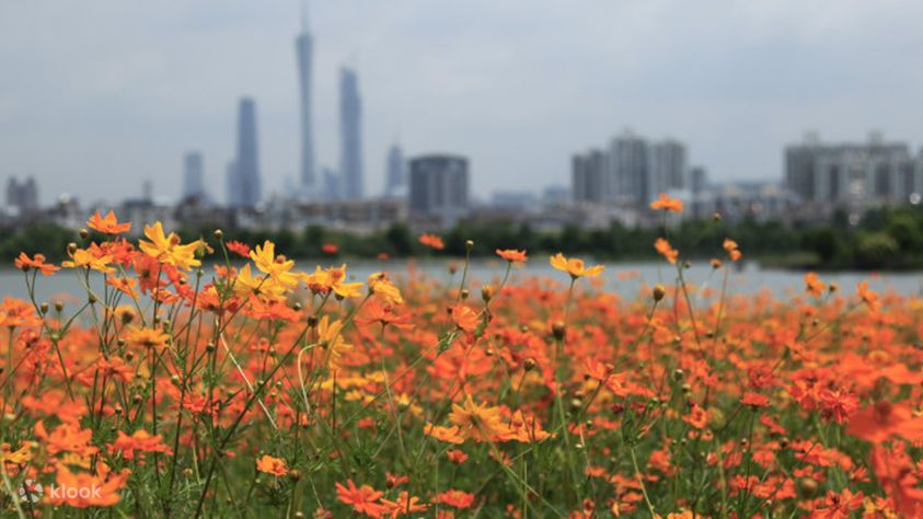 Haizhu National Wetland Park Ticket in Guangzhou - Klook Hong Kong