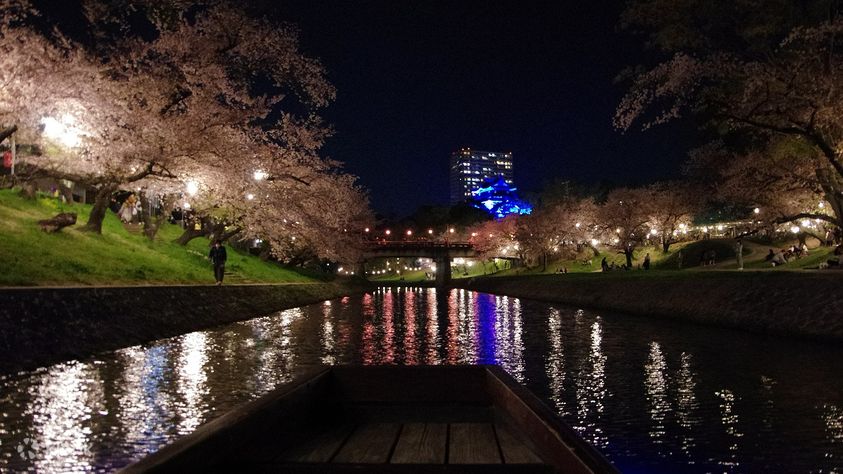 Okazaki Sakura Festival with Boating and Enjoy Lighted Up Sakura - Klook