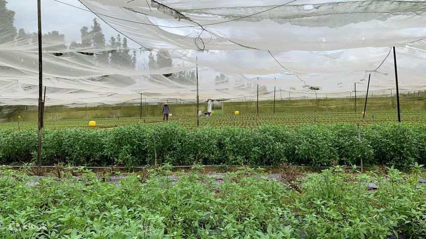 Kok Fah Technology 2 Hour Farm Tour - Klook