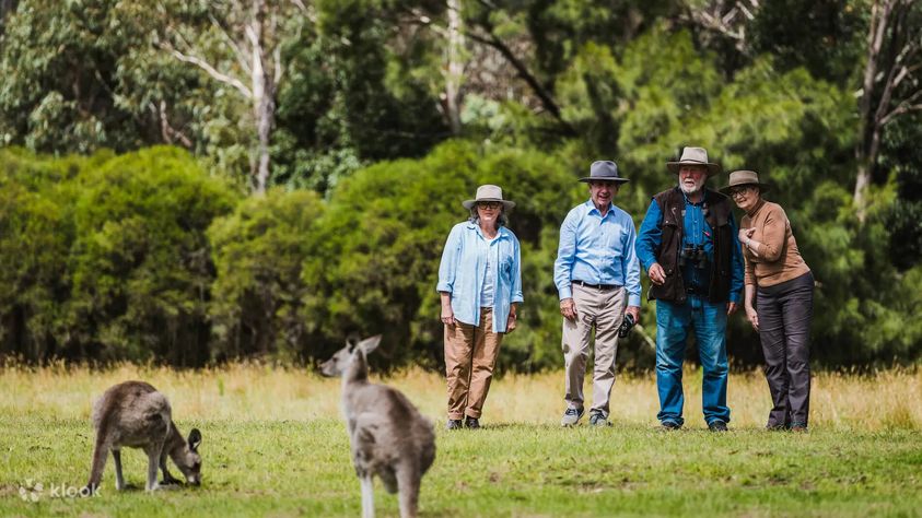 Wildlife Walking Tour from Canberra - Klook