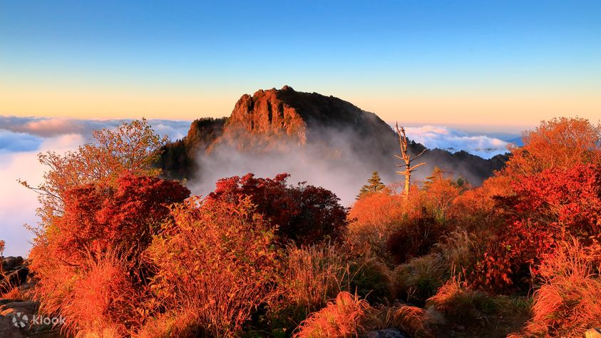 Mount Jiri Scenic Autumn Day Tour from Busan - Klook