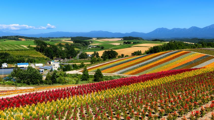 Shikisai-no-oka, Farm Tomita, and Choei Lavender Park and Hokusei Ski ...