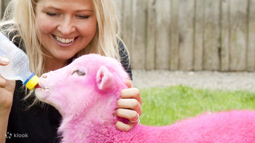 SheepWorld Admission Ticket in Auckland, New Zealand - Klook