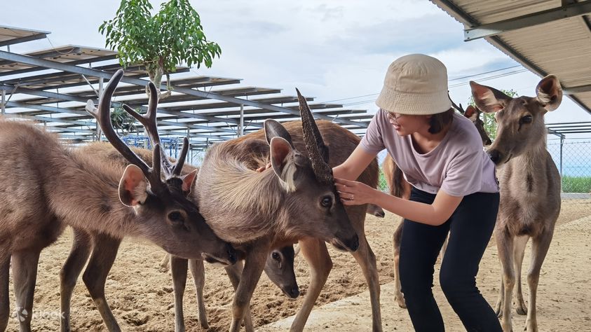 Vé Vườn Thú Tiên Tiến Farm & Zoo ở Phan Rang - Klook Việt Nam