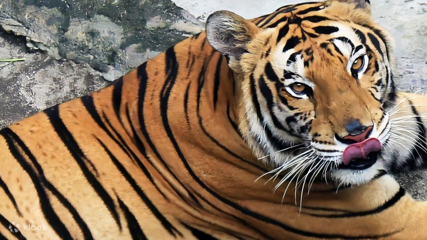 Pematang Siantar Zoo Ticekt - Klook