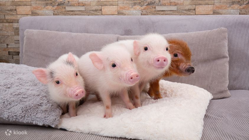 Micro Pig Cafe Experience in Meguro - Klook Singapore