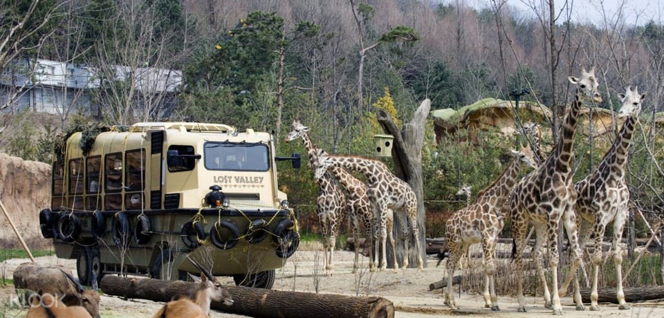 Klook Tailored Bus Transfers to Everland with Admission from Seoul