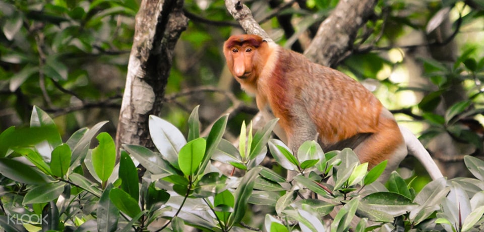 Proboscis Monkey Encounter Tour in Brunei