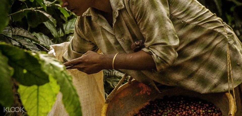 Coorg Coffee Plantation Tour