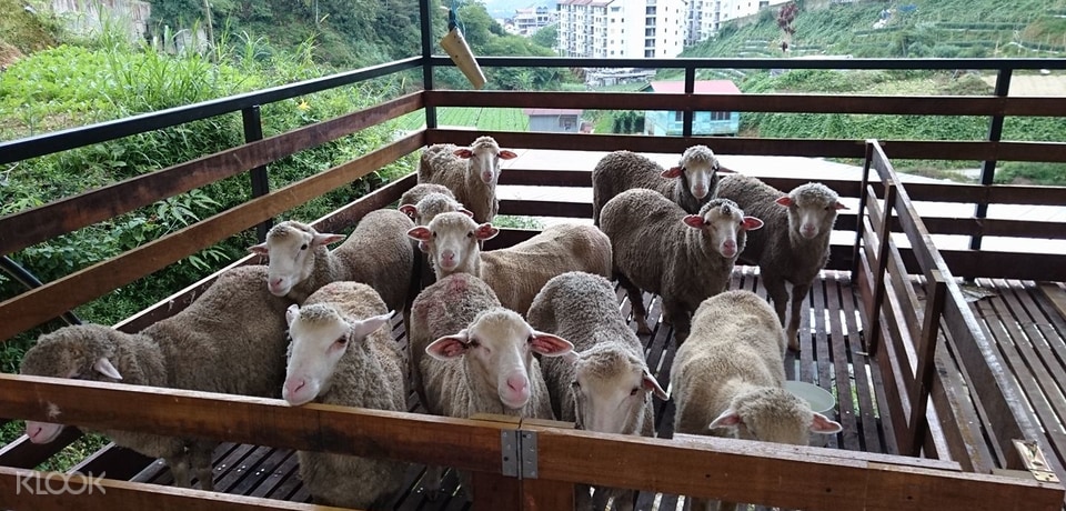 The Sheep Sanctuary Admission Ticket at Cameron Highland
