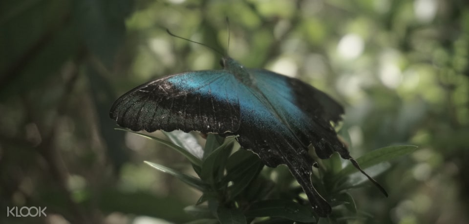 Kemenuh Butterfly Park in Bali - Klook Australia