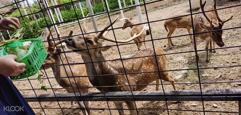 Mini Zoo Including An Amazing Camel Riding Experience by Audi Dream ...