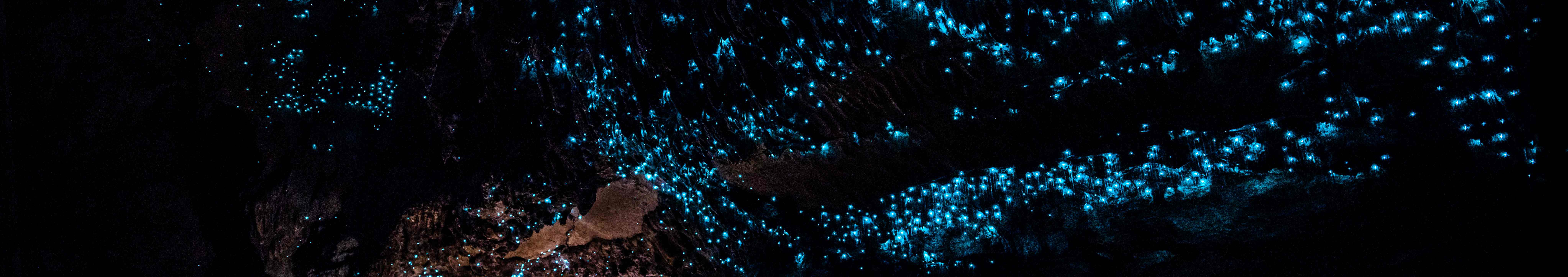 Objek Wisata di Waitomo yang Wajib Dikunjungi 2025