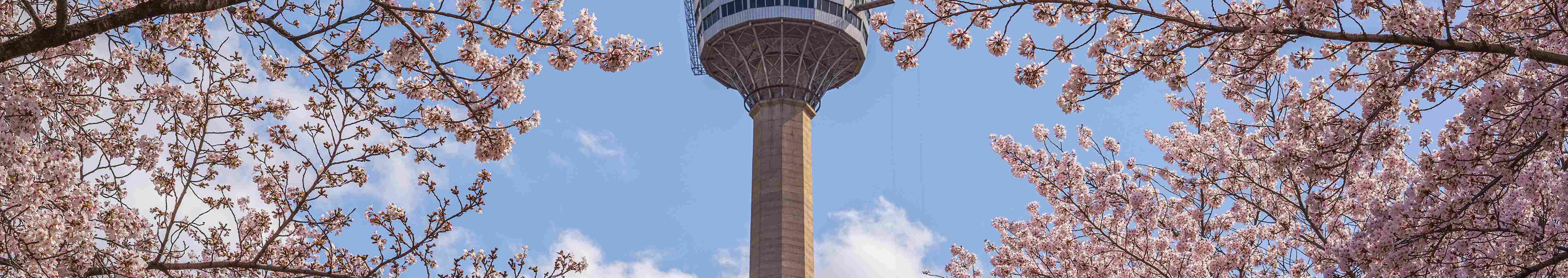 Transportation in Daegu: Top Daegu Transfers & Travel Deals