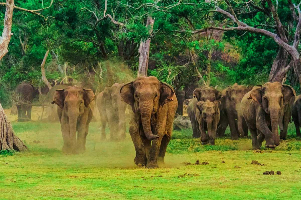 8 Top Activities in Bentota (2020) with Reviews