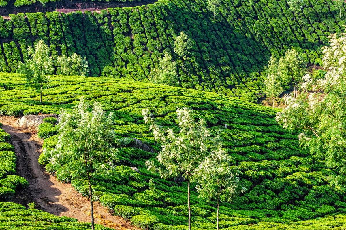 11 Top Activities in Munnar (2020) with Reviews