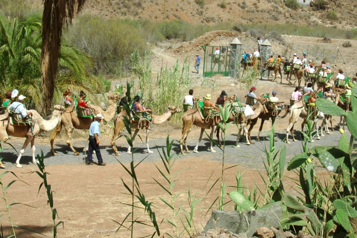 20 Top Activities in Canary Islands (2020) with Reviews