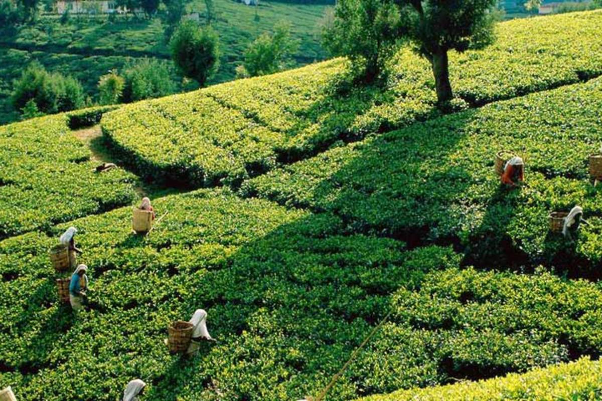 11 Top Activities in Munnar (2020) with Reviews