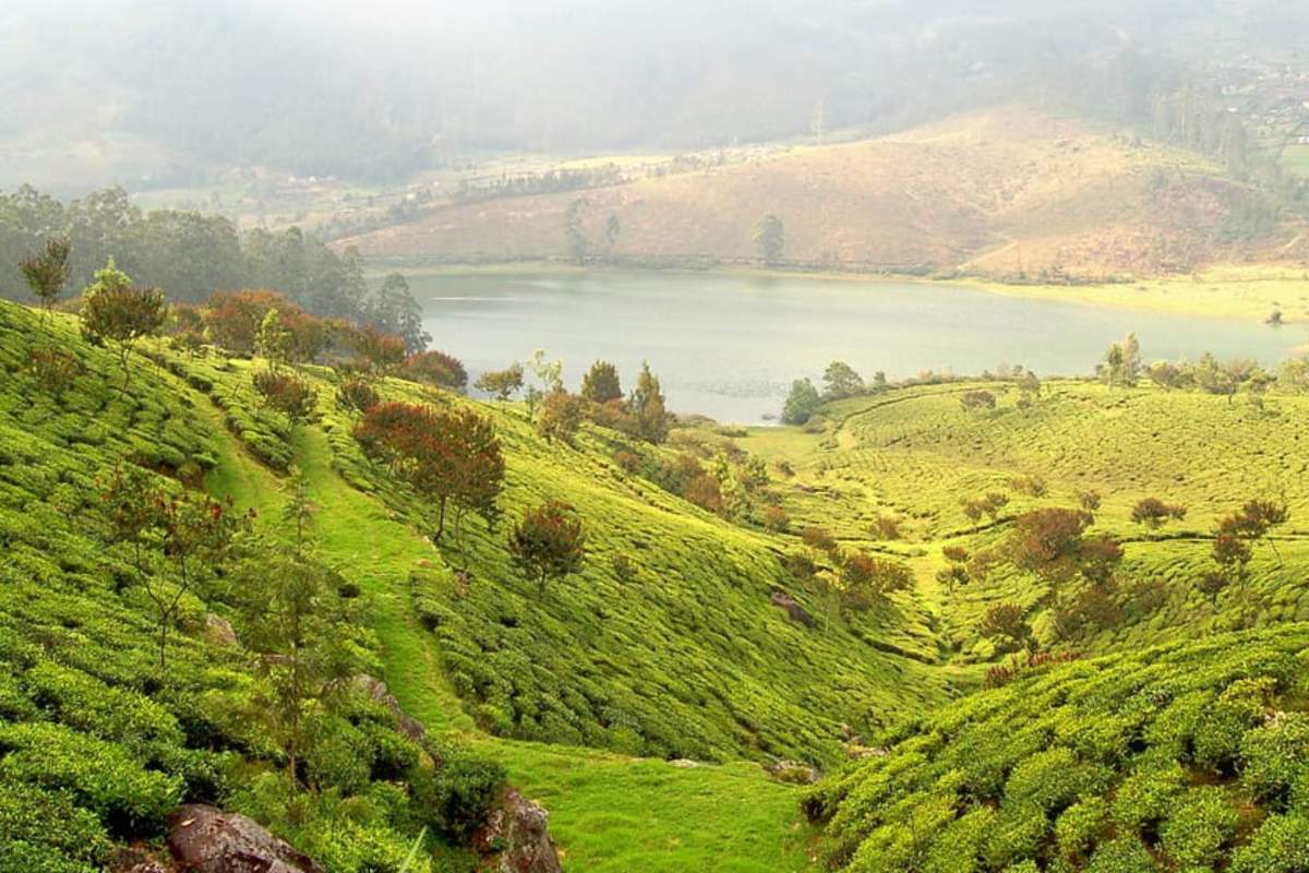 11 Top Activities in Munnar (2020) with Reviews