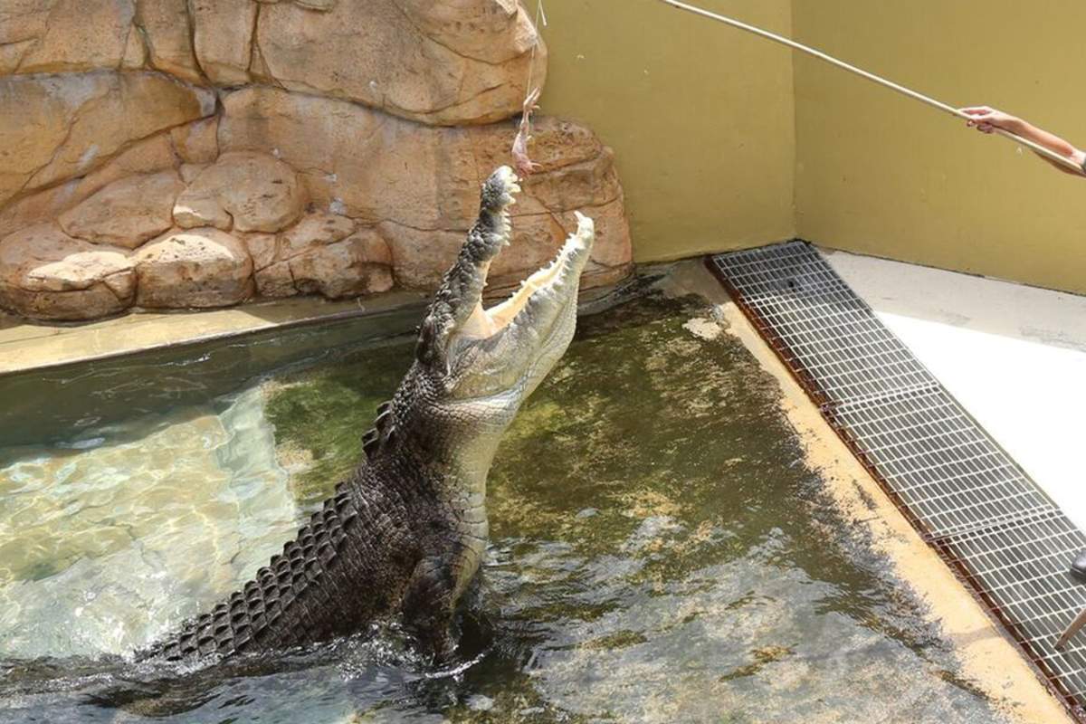 14 Top Activities in Darwin (2020) with Reviews