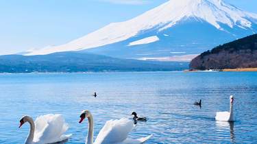 Hakone to Fuji Five Lakes: How to get to and around Fuji Five Lakes ...