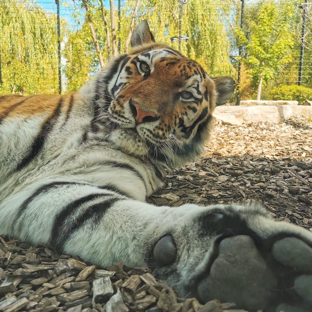 Chessington Zoo & Sea Life Animal Welfare - Klook Travel Blog