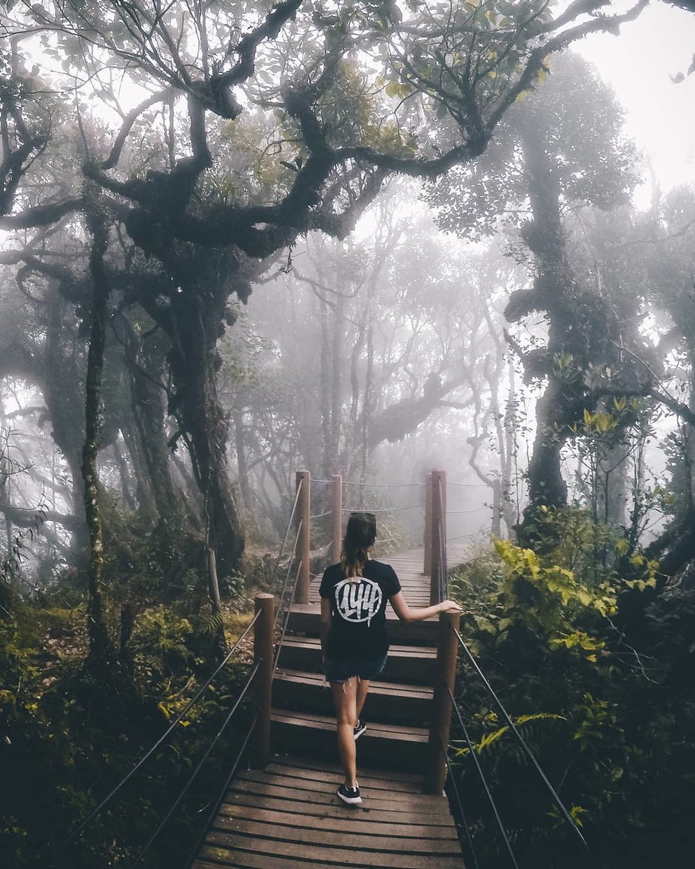 Mossy Forest, Cameron Highlands: Tips For Exploring This Enchanting ...