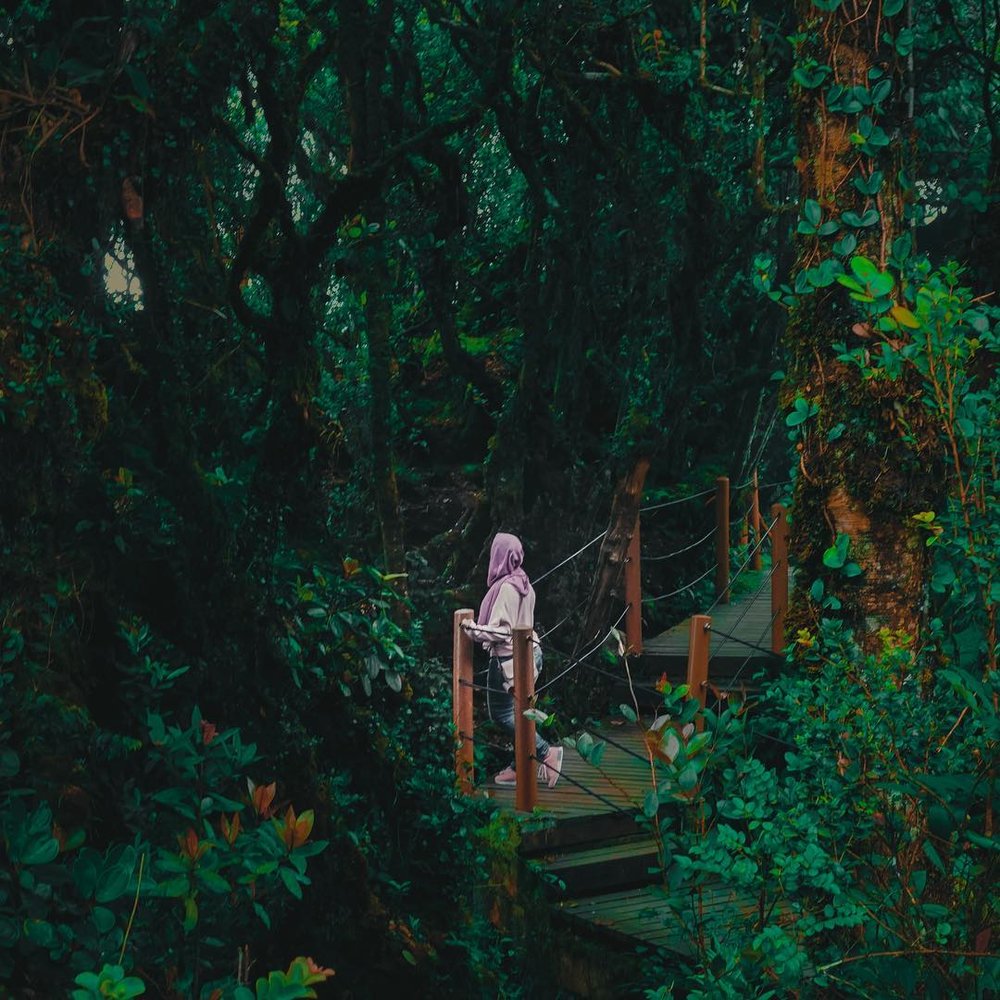 Mossy Forest, Cameron Highlands: Tips For Exploring This Enchanting ...