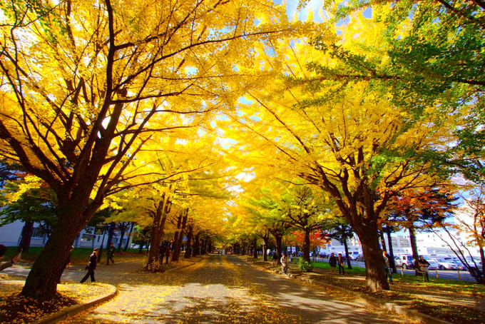 All You Need To Know About Spending Autumn In Hokkaido - Klook Travel Blog
