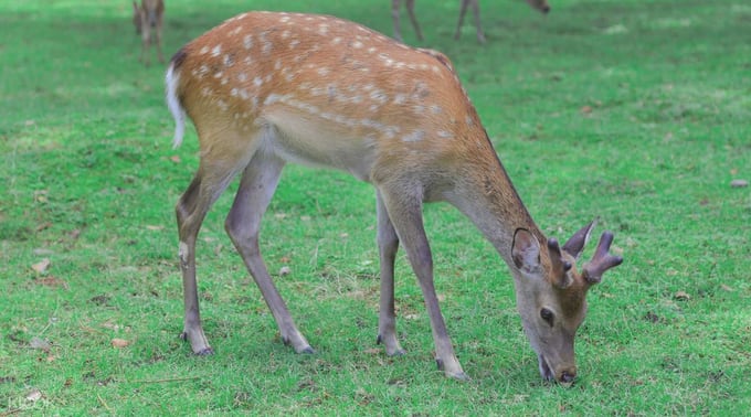 17 Attractions Worth A Day Trip From Osaka Including The Naruto ...