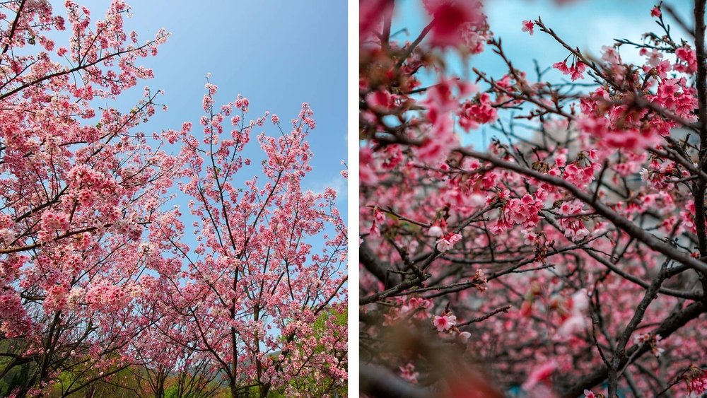 Spring in Taiwan: 3 DAY 2 NIGHT Itinerary for Solo Travelers - Klook ...