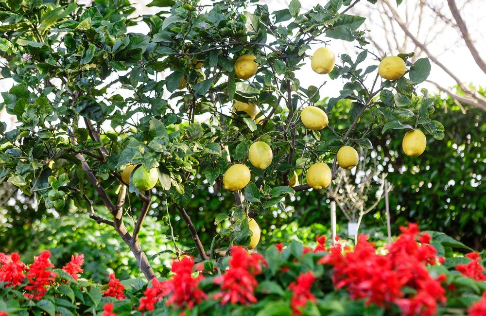 A Sneak Peek into the Christmas Lights Spectacular at the Hunter Valley ...