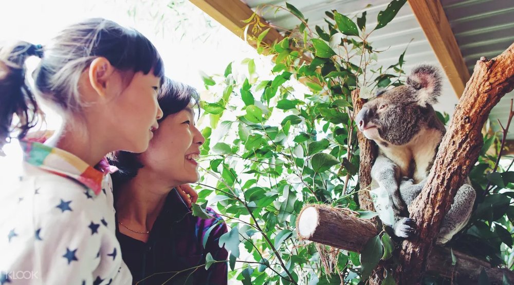 The Ultimate Guide To WILD LIFE Sydney Zoo - Klook Travel Blog