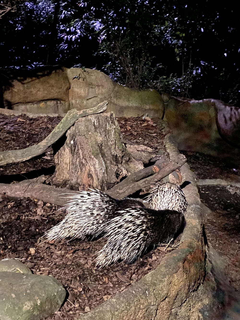 Night Safari: All You Need To Know About The Shows, Trails, Trams ...